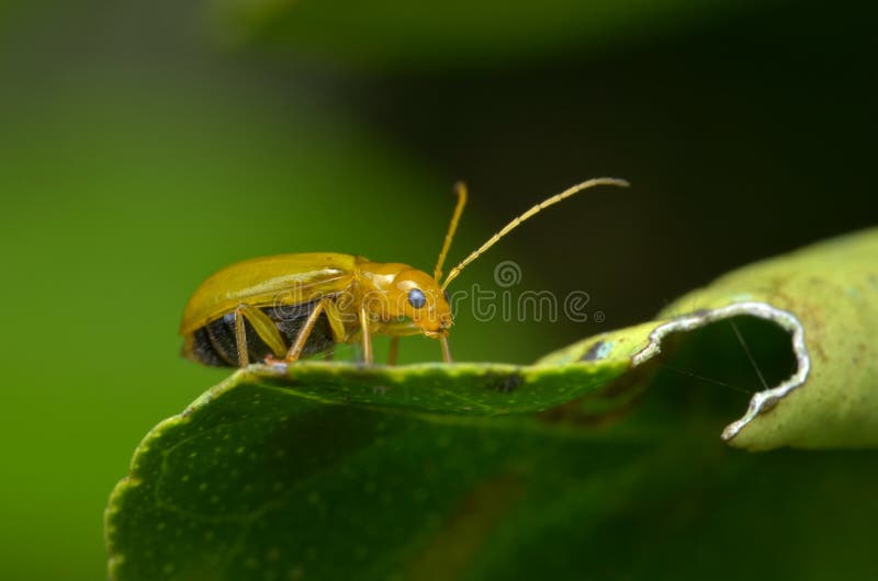 Een gouden kever stock afbeelding. Image of doorbladert - 53462431