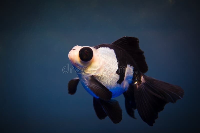 Een goudvis stock foto. Image of verschijning, goudvis - 35200776