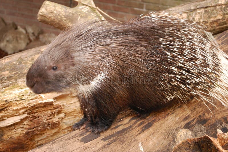 Een grappig dier stock afbeelding. Image of ogen, varken - 14992427