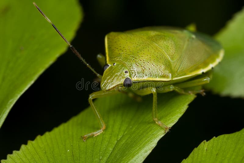 Een Groen Schildinsect/stinkt Insect Stock Foto - Image of tuin, macro ...