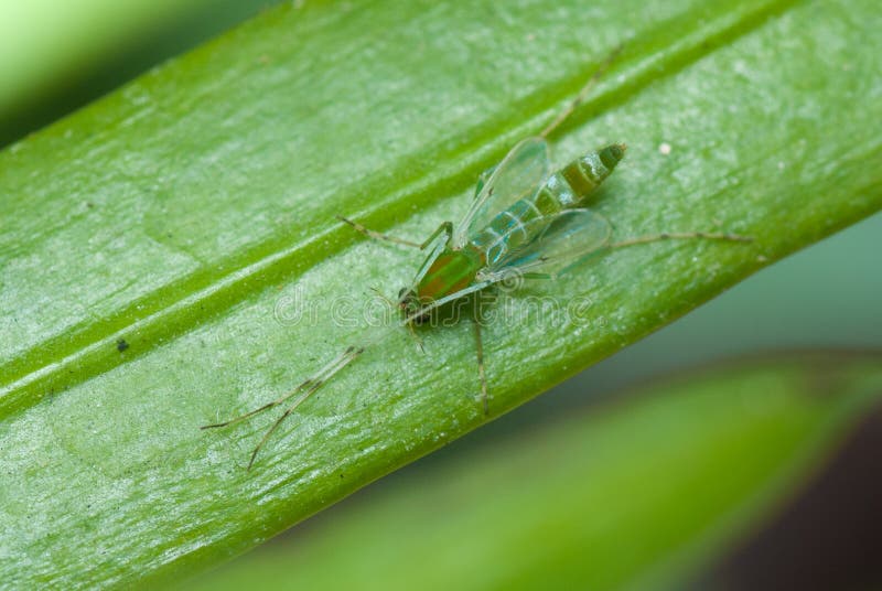 Een groene mug stock afbeelding. Image of wijfje, jeuk - 19337991