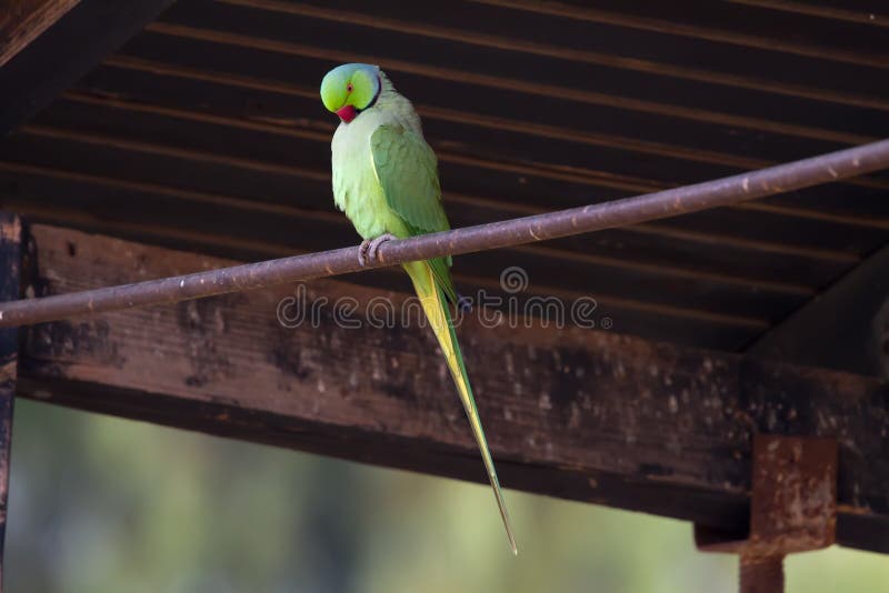 Een groene parkiet stock foto. Image of vogels, vogel - 47555174
