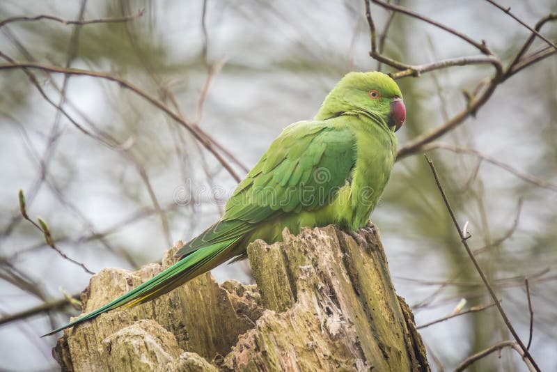 Roze-geringde of Ring-necked Die Kramerivogel Van Parkietpsittacula, in ...