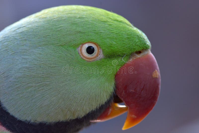 Een groene parkiet stock foto. Image of vogel, geringd - 115984162
