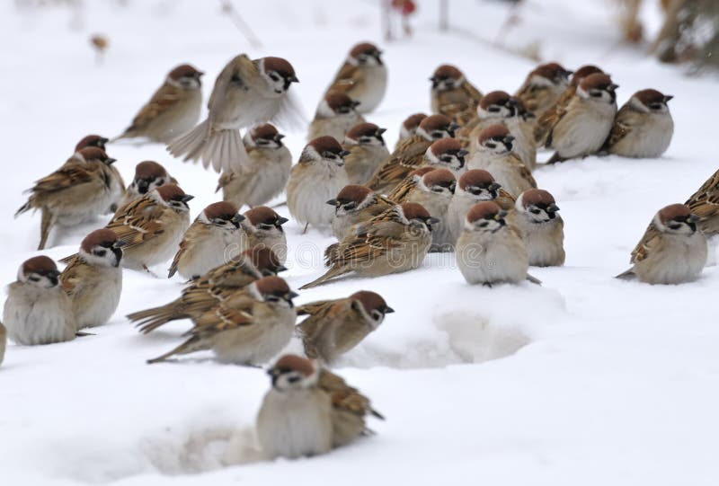 Een groep mussen stock afbeelding. Image of wild, ingezeten - 28724827