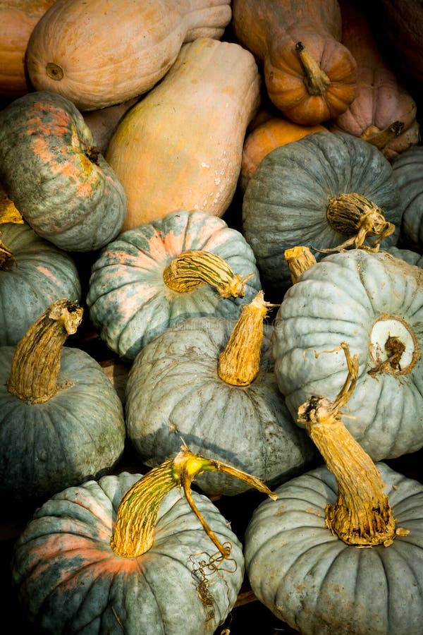 Een groep pompoenen stock foto. Image of plantaardig - 46623110