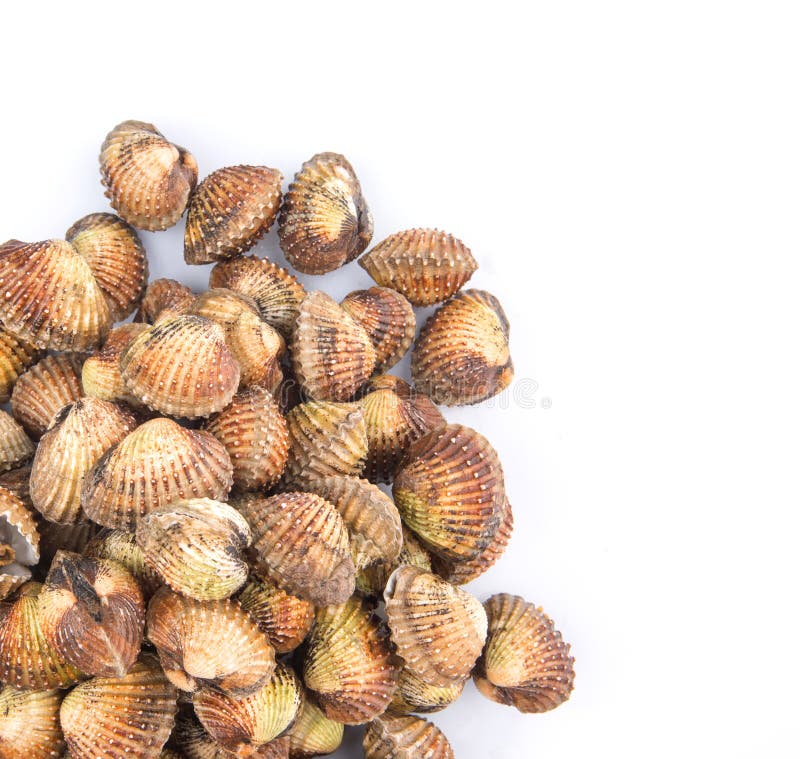 Ruwe Kokkel II stock foto. Image of vers, vlees, nave - 39944814