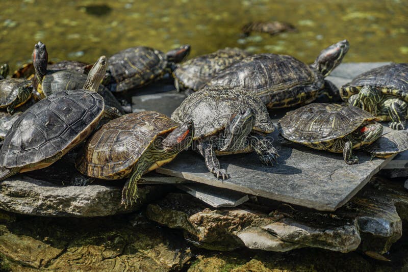 Groep Schildpadden Op Steen Stock Afbeelding - Image of genieten ...