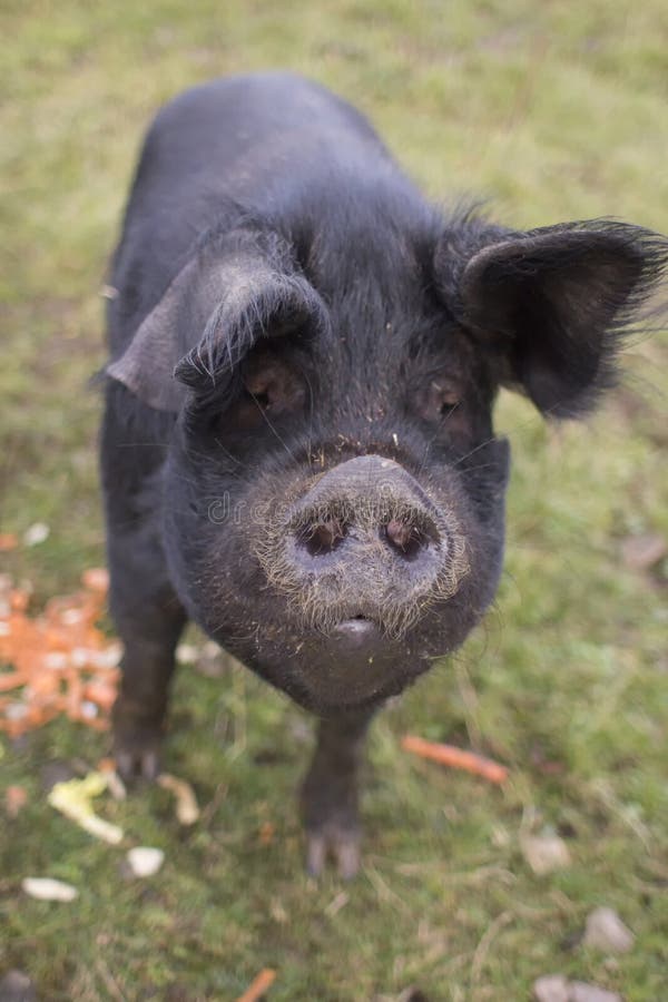 Een Groot Zwart Varken in Het Groene Gebied Eten Stock Foto - Image of ...