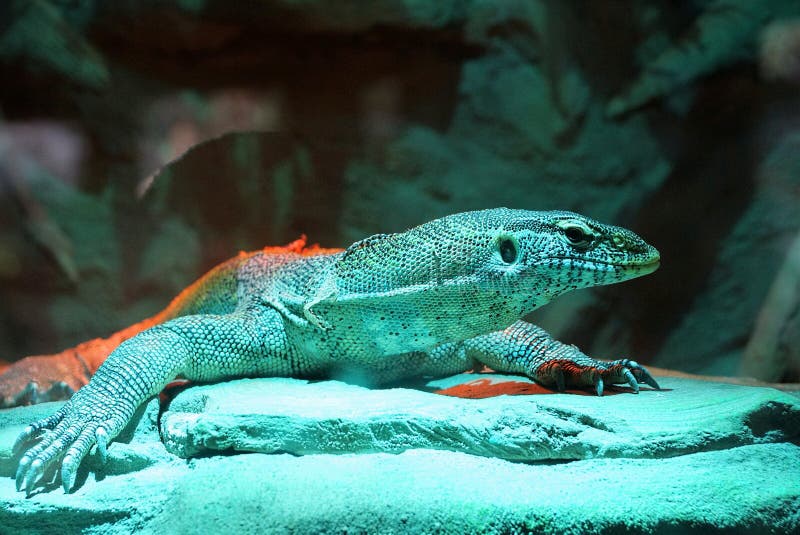 Een Grote Hagedis in Een Glasterrarium Stock Foto - Image of fauna ...