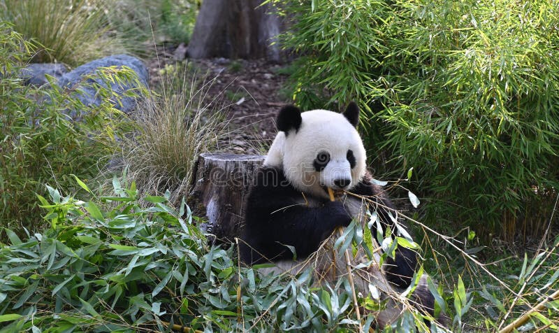 Een Grote Panda Eet Bamboe in Het Bos Stock Foto - Image of eten ...