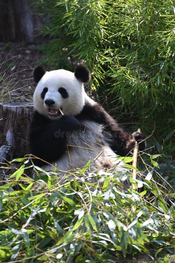 Een Grote Panda Eet Bamboe in Het Bos Stock Afbeelding - Image of pret ...