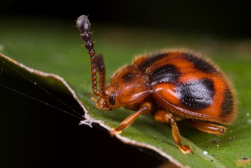 Een harige rode kever stock foto. Image of vleugel, openlucht - 13111980