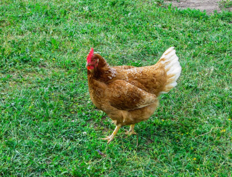 Kleurrijk Levend Turkije Met Kip In Een Stal Op De Toppositie Stock ...