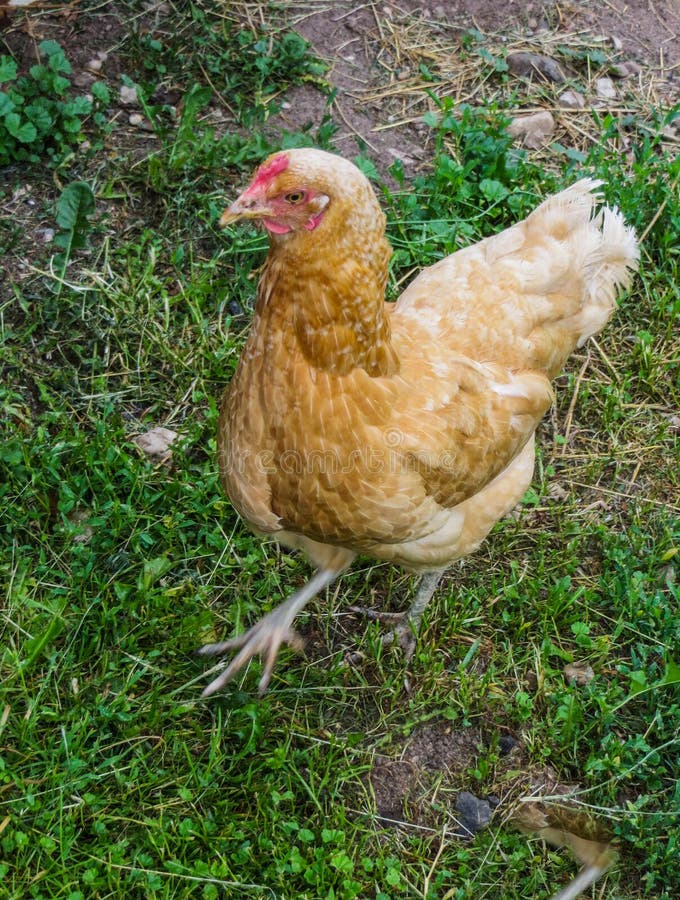 Kleurrijk Levend Turkije Met Kip in Een Stal Op De Toppositie Stock ...