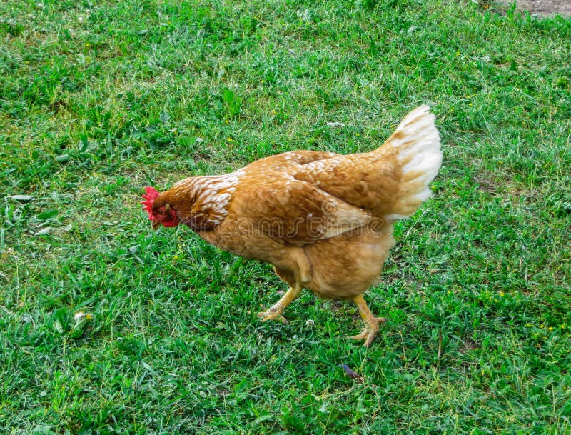 Kleurrijk Levend Turkije Met Kip in Een Stal Op De Toppositie Stock ...
