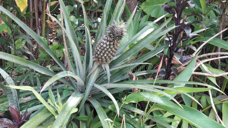 Groeiende Ananas stock foto. Image of sappig, enkelvoudig - 9982798