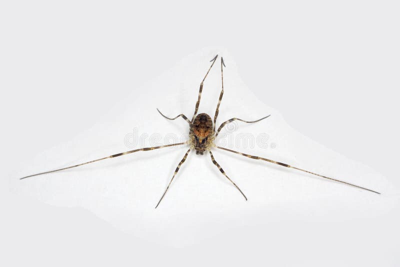 Een hooiwagen (Spin) stock foto. Image of gevaar, dier - 10685364