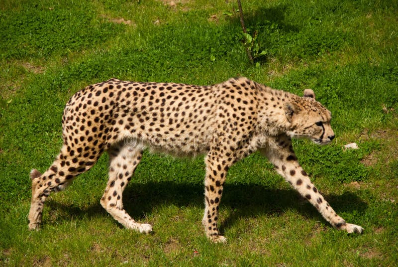 Lopend Jachtluipaard - Namibië Stock Foto - Image of wild, lopen: 10092062