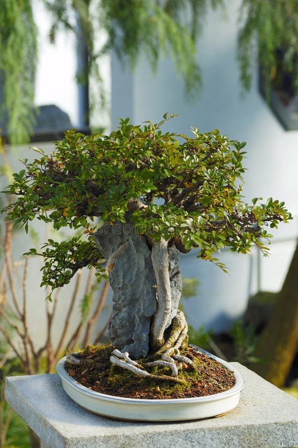 Een Japanse Boom Van De Bonsai Stock Foto - Image of miniatuur ...