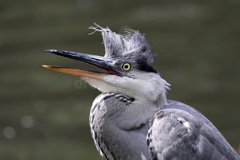 Een jonge blauwe reiger stock foto. Image of kruid, grijs - 57115184