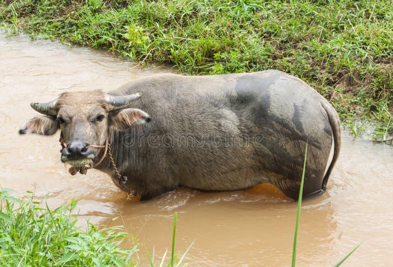 Een Jonge Buffel Die Wat Gras Eet Stock Afbeelding - Image of azië ...
