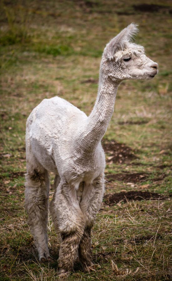 Een Jonge Geschoren Witte Lama Stock Afbeelding - Image of haar ...
