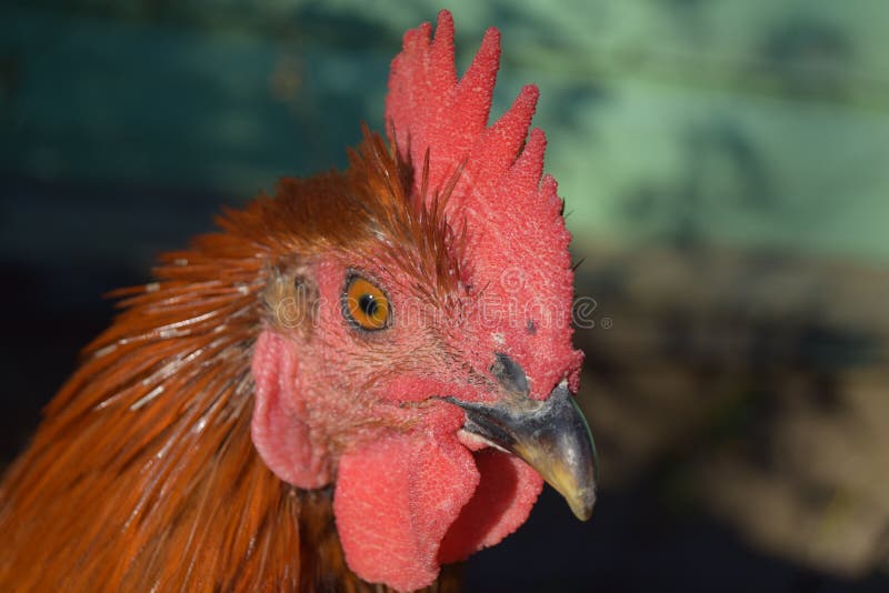 Een jonge haan stock foto. Image of hebbend, kokels, zoon - 60389744