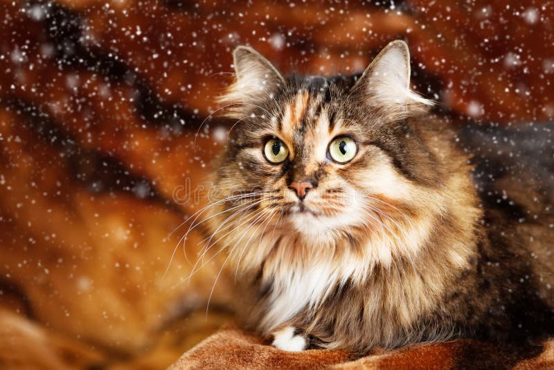 Een Kat Die Lijkt Op Een Tijgersymbool Van 2022. Stock Foto - Image of ... Een Kat Die Lijkt Op Een Tijgersymbool Van 2022. Stock Foto - Image of ...