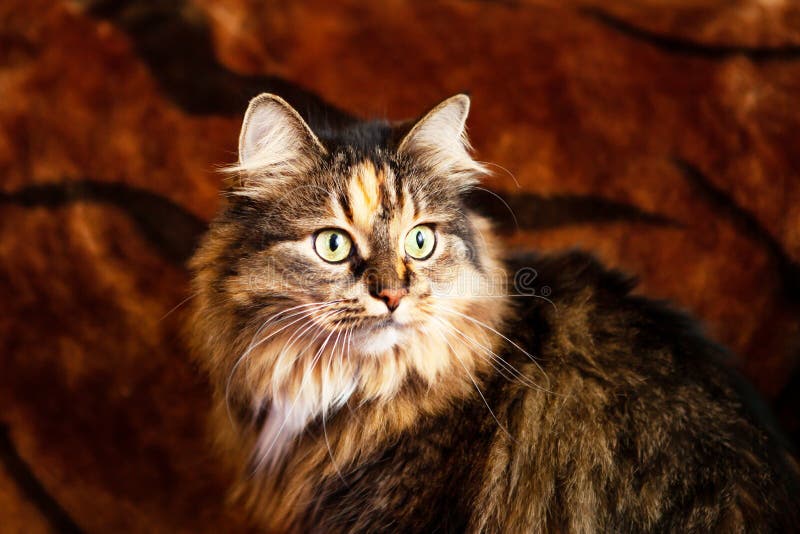 Een Kat Die Lijkt Op Een Tijgersymbool Van 2022. Stock Afbeelding ... Een Kat Die Lijkt Op Een Tijgersymbool Van 2022. Stock Afbeelding ...