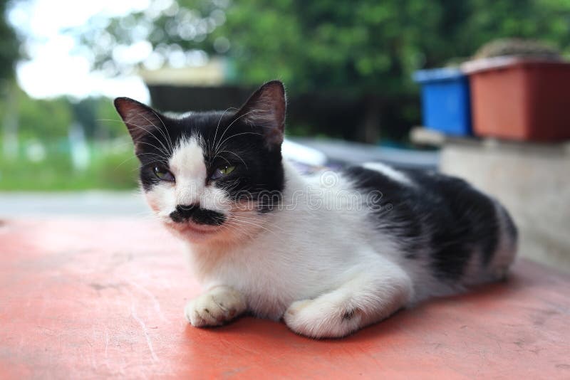 Leuke Kat Met Snorzitting Met De Hoofdband Van Konijntjesoren En Het ...