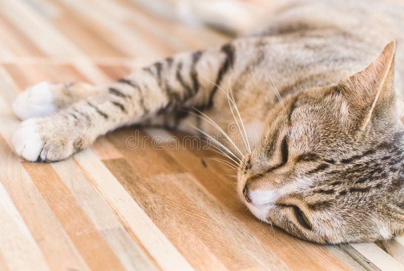 Een kat slaapt stock afbeelding. Image of pluizig, bont - 72062535