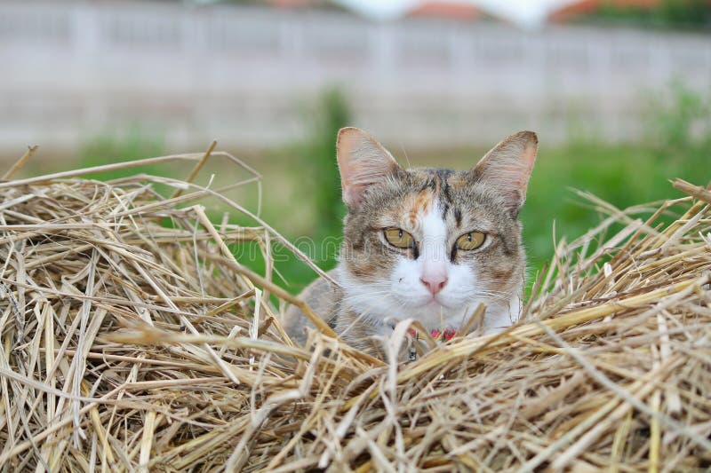 Een kat toont zijn hoofd. stock afbeelding. Image of geïsoleerd - 37101769