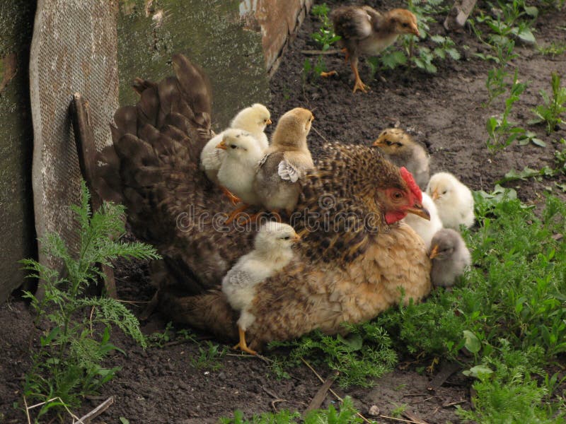 Haan Die Kippen Bewaken, Die Dichtbij Het Netwerk Van De Kippenhokdraad ...