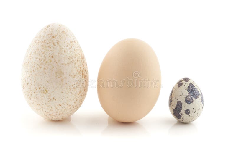 Reeks Verschillende Vogelseieren Met Insctiption, Turkije, Eend, Gans ...