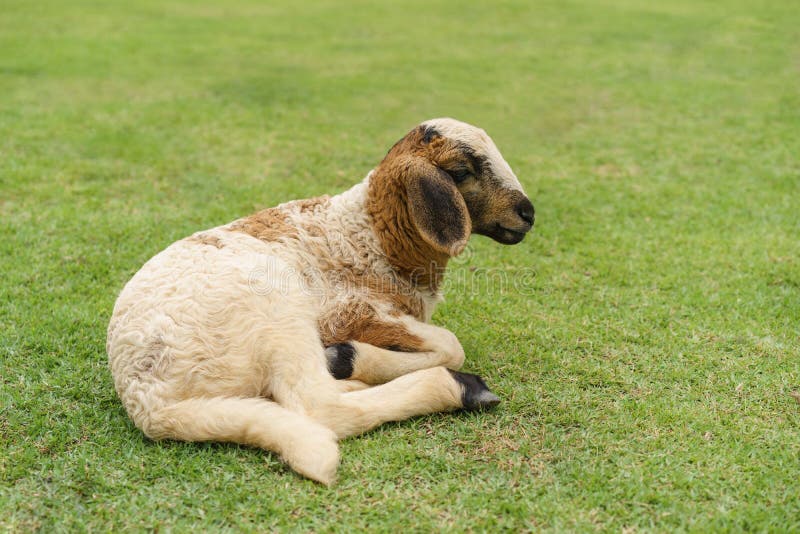 Een Klein Lam Heeft Bruin Gezicht En Wit Bont Stock Foto - Image of ...