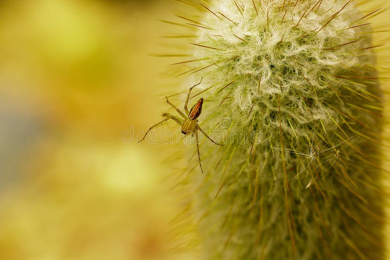 Kleine Rode Spin Op Het Eind Van Takken Stock Foto - Image of engheid ...