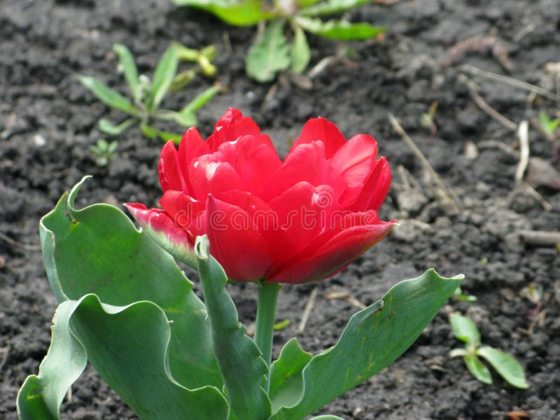 De Lichte Pion-als Bloem Van De Badstoftulp in Een Bloembed Stock ...
