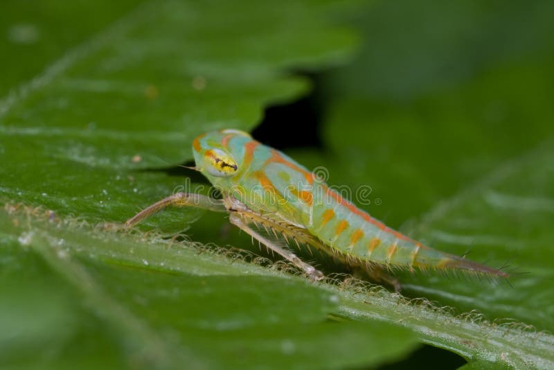 Kleurrijke Leafhopper Op Groen Blad Stock Foto - Image of ecologie ...