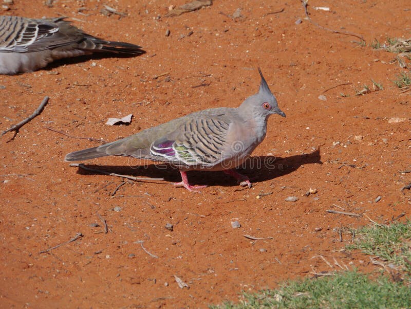 Een kuifduif stock foto. Image of duiven, dier, vasteland - 36632208