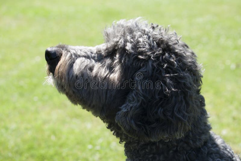 Een Labradoodle stock afbeelding. Image of poedel, pluizig - 25038489