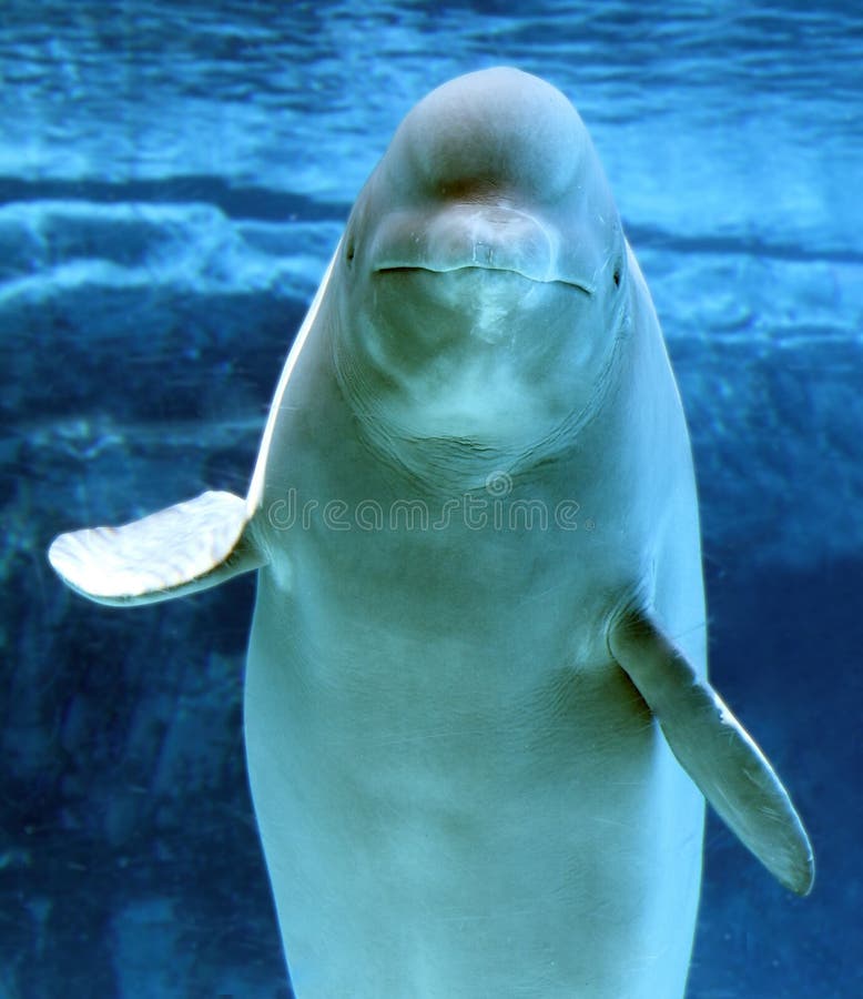 Een Leuke Walvis Van De Beloega Stock Afbeelding - Image of zoogdier ...