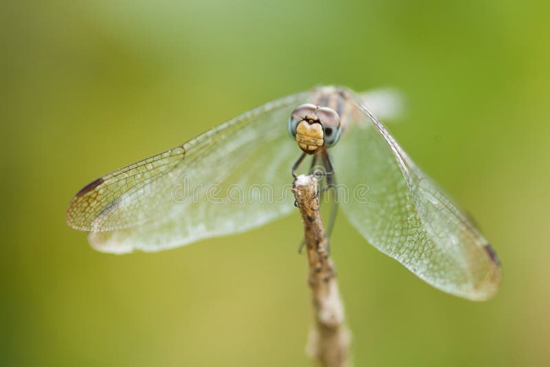 Een libel op een stam stock foto. Image of libellen - 153805606