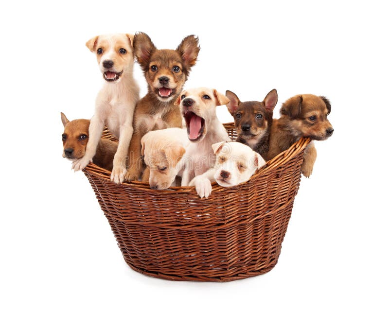 Een Mand met Puppy's stock afbeelding. Image of volledig - 29172789