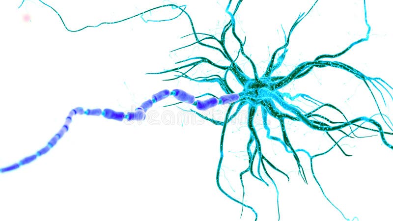 Een menselijke zenuwcel stock illustratie. Illustration of neuraal ...