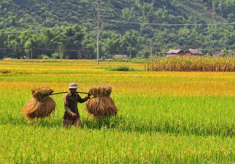 Een Mensen Dragende Rijst Op Terrasvormig Padieveld in Mu Cang Chai ... Een Mensen Dragende Rijst Op Terrasvormig Padieveld in Mu Cang Chai ...