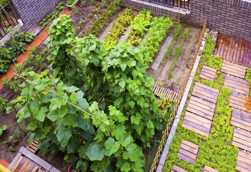 Een moestuin stock afbeelding. Image of plantaardig, bonen - 41493957