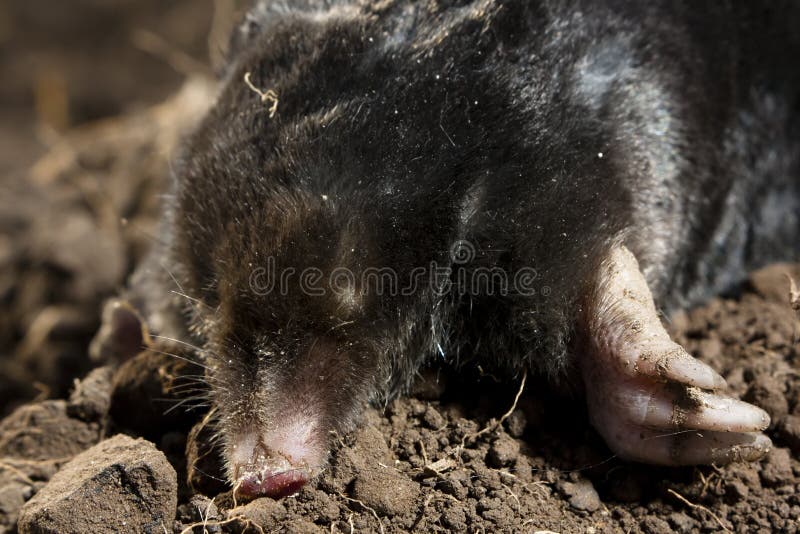 Mol stock foto. Afbeelding bestaande uit weide, gardening - 41287598