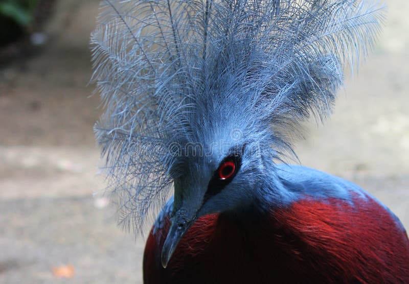 Mooie Vogel stock foto. Image of georgië, neergestreken - 47917566
