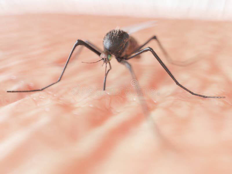 Een mug stock afbeelding. Image of dier, bevlekt, bloed - 139874015